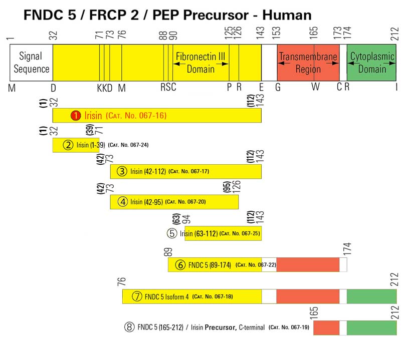 Irisin - Antibody Stainings, Sequences, References